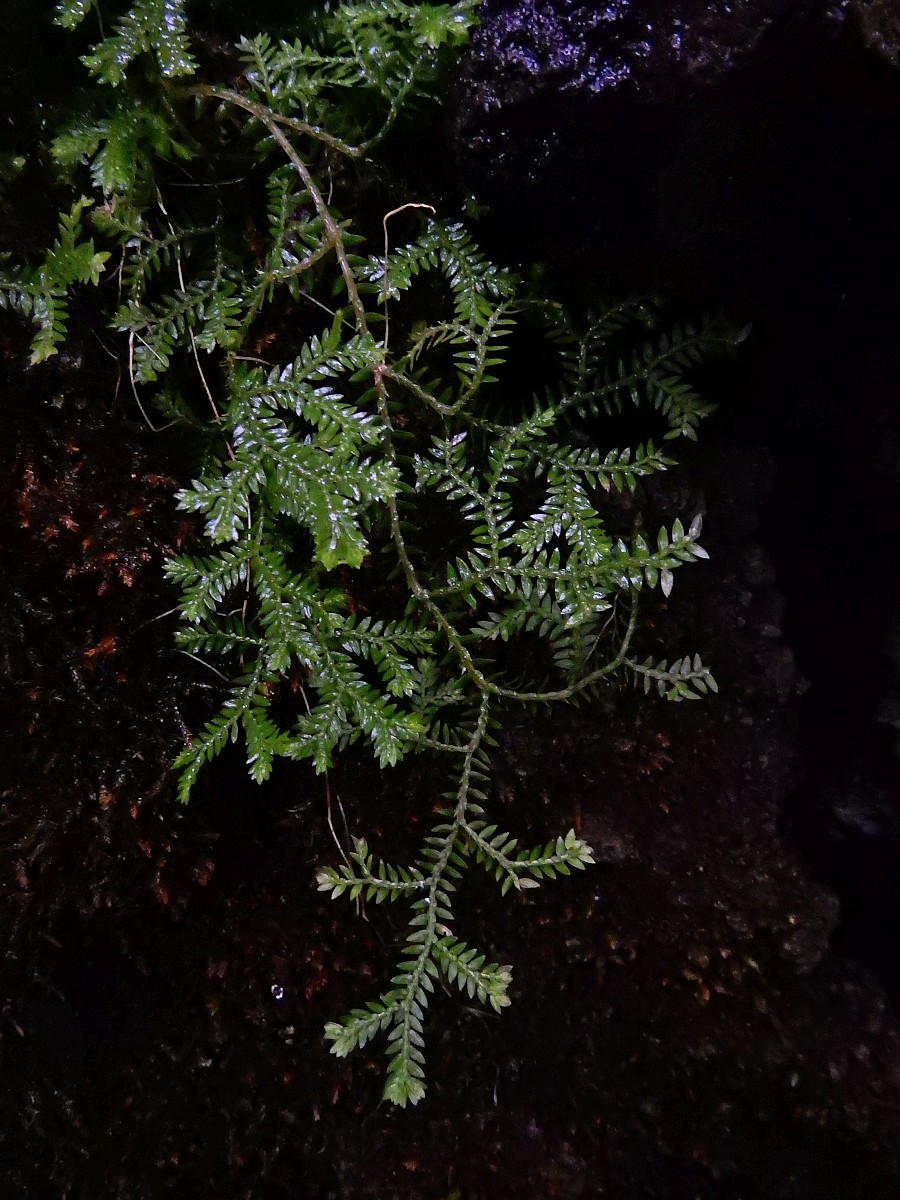 selaginella-kraussiana